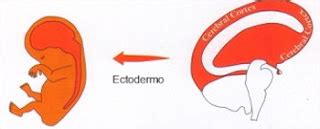 EMBRIOLOGIA MEDICINA PRIMER SEMESTRE Marzo 2017