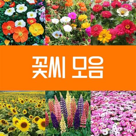 꽃씨 꽃씨앗 120종 모음 하우숩