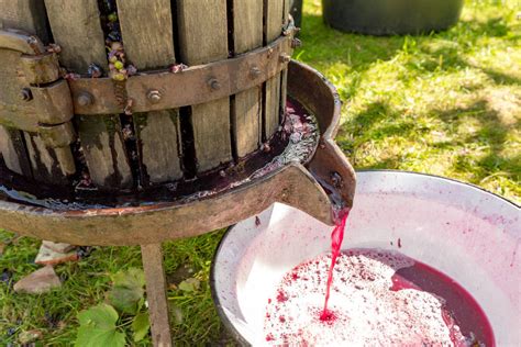 La historia del vino y sus curiosidades Biblioteca de Cártago