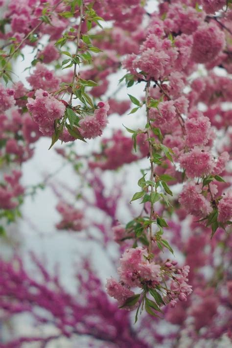 Цветение сакура весна любовь эстетика розовые цветы
