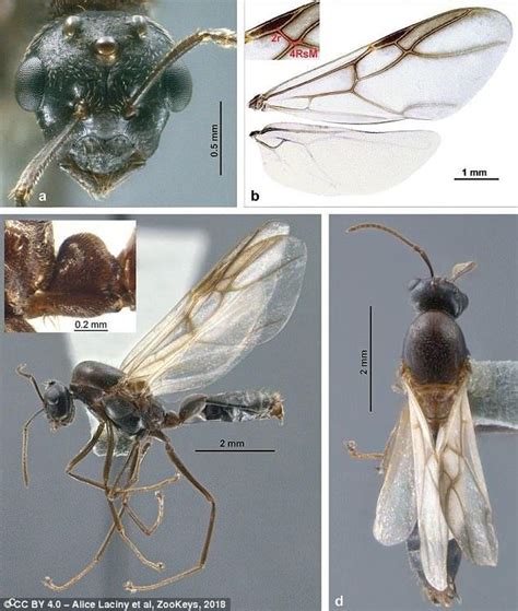 New Ant Species From Borneo Explodes To Defend Its Colony Facas