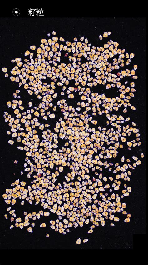 多功能数字化玉米考种机 知乎