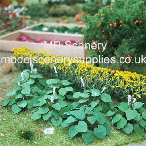 Model Plants Hostas