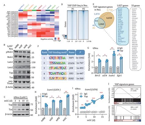 Figure 1 From A Yap Taz Cd54 Axis Is Required For Cxcr2−cd44− Tumor Specific Neutrophils To