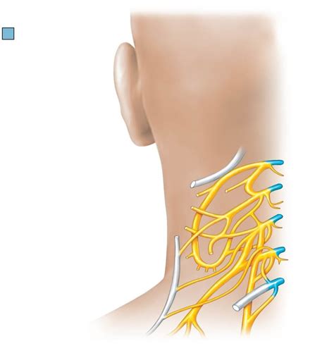 Slide 9 Diagram Quizlet