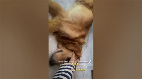 මගෙ Dan මැණික මාව දාල ගිහින් 😭අනේ ඔයාල හැමෝම එයා වෙනුවෙන් පාර්ථනා කරන්න 🙏 Youtube