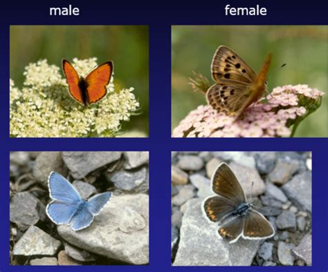 1 Species And Taxonomy Flashcards Quizlet
