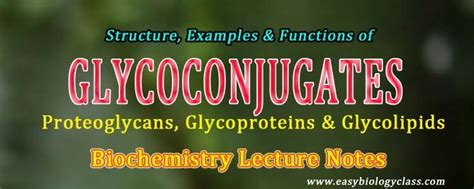 Glycoprotein Vs Proteoglycan Vs Glycolipid Easybiologyclass