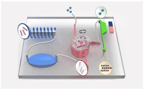 Biosensors Free Full Text A Salmonella Microfluidic Chip Combining