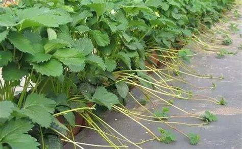 我的草莓苗怎么不长匍匐茎？ 知乎
