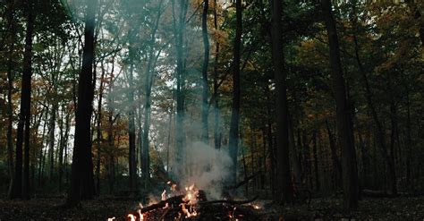 집 밖의 가연성 가을 경치가 좋은 고요한 광야 나무 나뭇가지 낭만적인 담배를 피우다 따뜻하게 따뜻한
