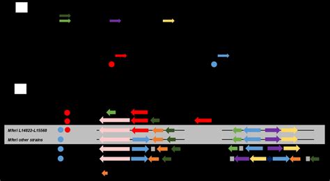 Polysaccharide Biosynthesis Pathways A Schematic Representation Of