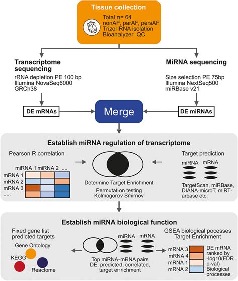 Study Design MiRNA And MRNA Sequencing Were Independently Performed In Download Scientific