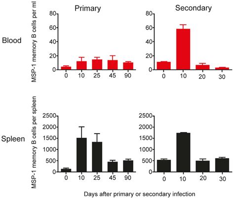 MSP Specific IgG Memory B Cells Are Detectable In Peripheral Blood In Download Scientific