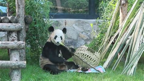 李大丫最新视频，蔬菜水果吃起来～【panda：丫丫 Ya Ya】 Youtube