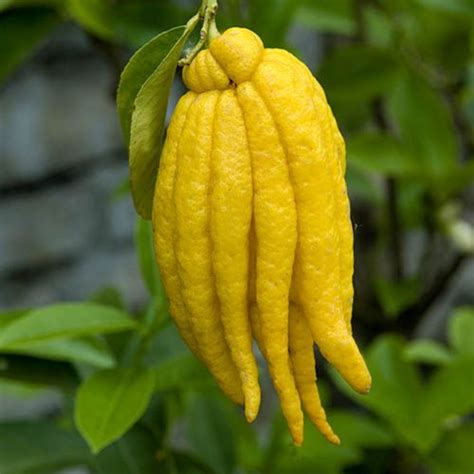 Buddha Hand Citrus Tree 6l Buddhas Hand Pflanzen Früchte