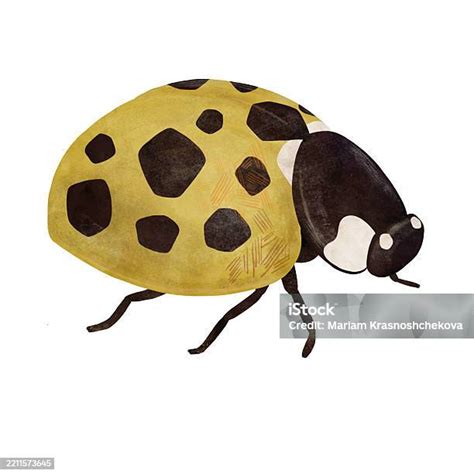 노란 무당벌레 딱정벌레 곤충 흰색 배경에 고립된 수제 디지털 일러스트 디자인을 위한 요소 0명에 대한 스톡 벡터 아트 및 기타 이미지 Istock
