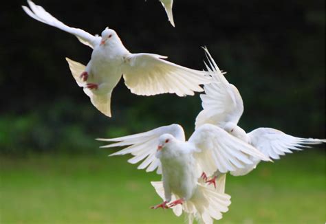 白鸽为什么叫和平鸽 百度经验