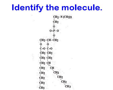 Macromolecule Identification Practice Flashcards Quizlet