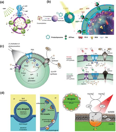 A B Schematics Showing The Lightdriven ATP Synthesis Inside A Download Scientific Diagram