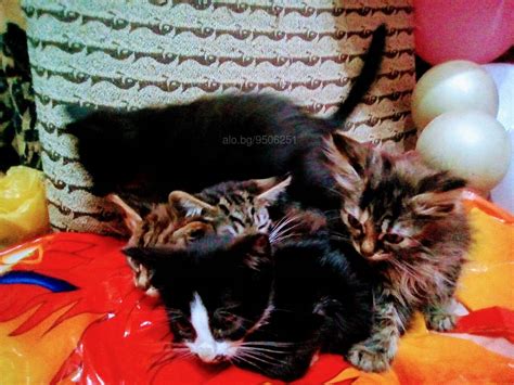 Подарявам 2 месечни котенцата Подарява Пещера Подаряват се малки
