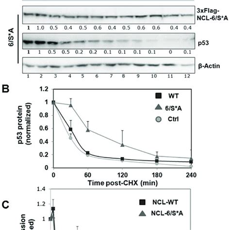 Half Life Analyses Of P53 And NCL WT And 6 S A Proteins Inducible Download Scientific