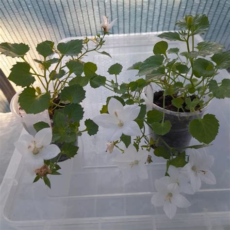 Квітковий рай в Квітковий рай в Україні крамниця квітів