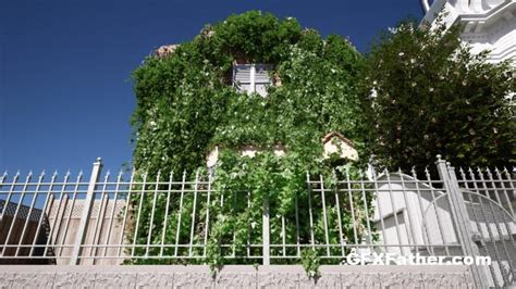 unreal engine crazy ivy procedural ivy and vine generator plug in v1 0 4