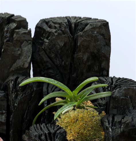 공기정화식물석도부작공기정화탁월한 숯부작 자연을 담다2 꽃배달 플라워119꽃배달서비스 공기정화식물석도부작공기정화탁월한 숯부작 자연을 담다2