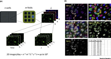 High Throughput Imaging For The Discovery Of Cellular Mechanisms Of