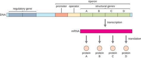 Gene Regulation In Prokaryotes Biology For Majors I