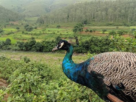 Premium Photo Side View Of A Peacock