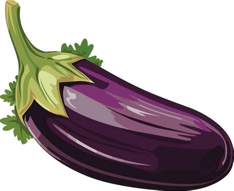 Premium Vector Eggplant Vector Illustration