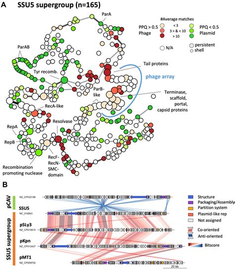 Conserved Patterns In Genomes Of The Ssu5 Supergroup A Pangenome Download Scientific Diagram