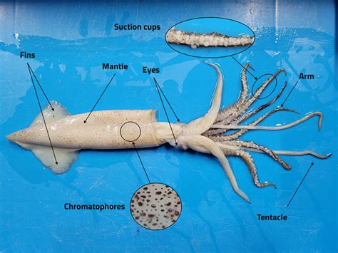 Free Squid Anatomy Worksheet Download Free Squid Anatomy Worksheet Png