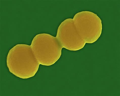 Strep Throat Bacteria Microscope