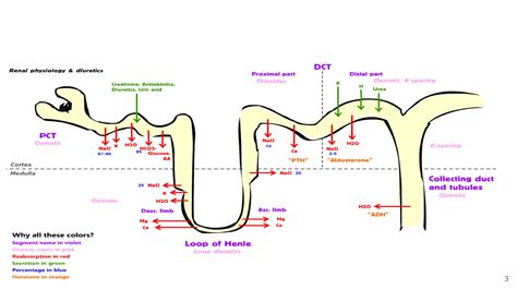 1 Introduction To Diuretics For Health Sciencepptx