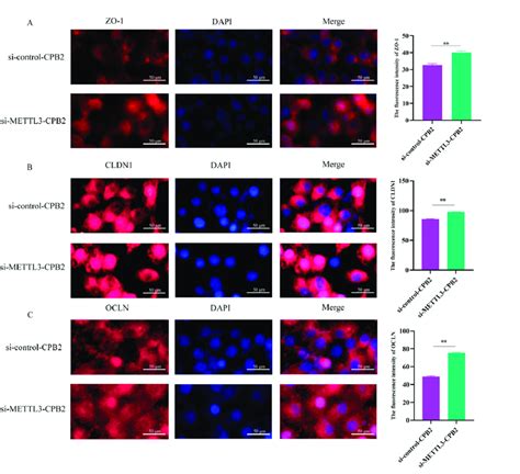 Tight Junction Protein Expression After Mettl3 Knockdown After Cpb2