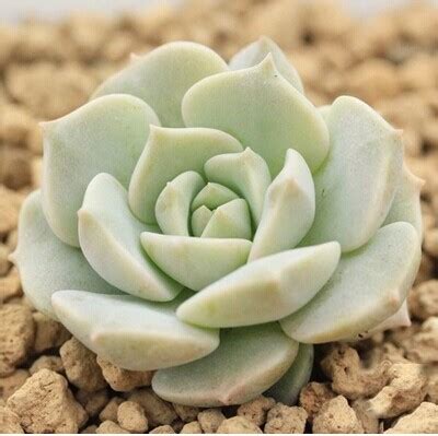 多肉植物白牡丹绿植 花卉 吸甲醛防辐射 高清图片堆糖美图壁纸兴趣社区