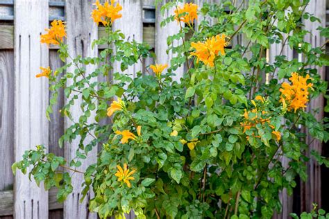 Orange Honeysuckle Tree Diervilla Kodiak® Orange Jackson And Perkins