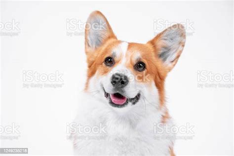 초상화 순종 개 흰 배경에 혀와 미소 웨일스 어 코르기 펨브로크 를 번식 펨브록웰시코기에 대한 스톡 사진 및 기타 이미지
