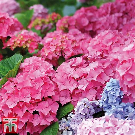 Hydrangea Early Pink 105cm Pot X 2