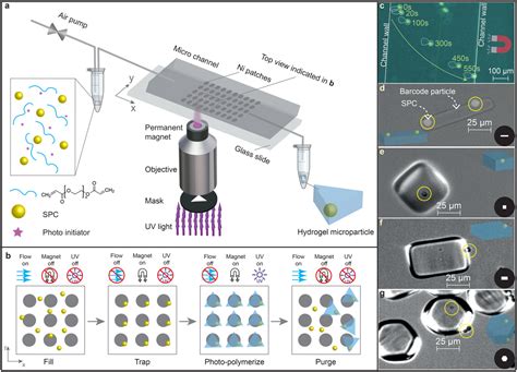 Microfluidic Synthesis Of Hydrogel Microparticles With Superparamagnetic Colloids Embedded At