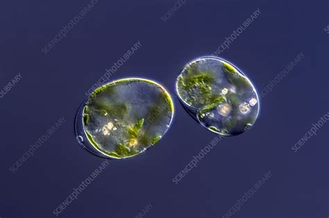 Tetraselmis Contracta Algae Light Micrograph Stock Image C056 3024 Science Photo Library