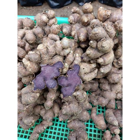 Jual Jahe Hitam 250gram Shopee Indonesia