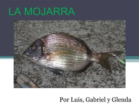 La Mojarra Por Luis Gabriel Y Glenda Ppt
