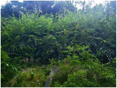 银合欢边坡植物群落修复方法与流程