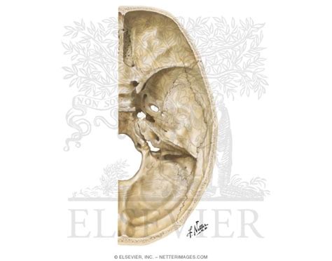 Superior View Of Scull And Structures Quiz