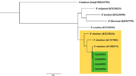 Maximum Likelihood Phylogeny Of The Four Specimens Sequenced In This