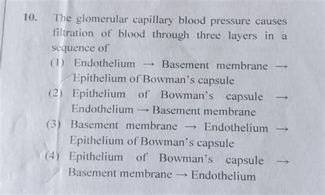 The Glomerular Capillary Blood Pressure Causes Filtration Of Blood Throug